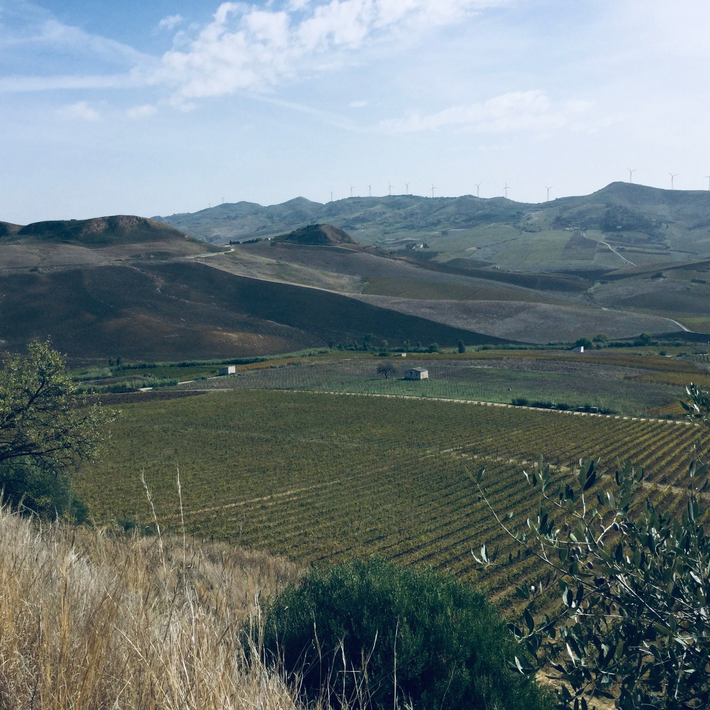 Wine of the Week - Fabrizio Vella, Bianco Organico, Sicily – Iron & Rose