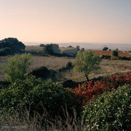 Wine of the Week: Bodega Lanzaga "LZ" Rioja – Iron & Rose