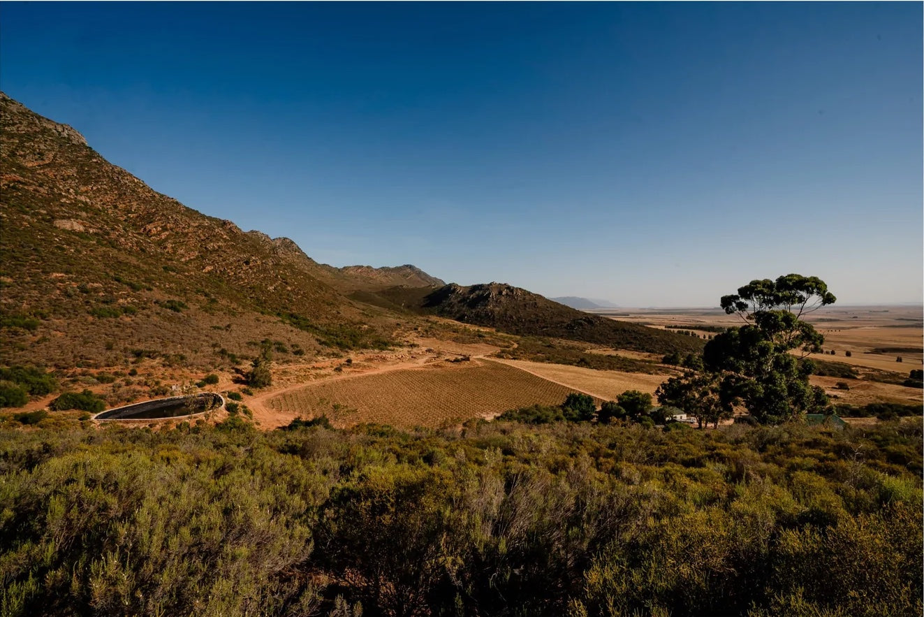 Stars of Swartland – Iron & Rose
